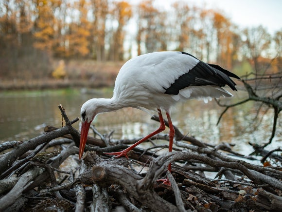 Stock-Fotos, Stock-Fotografie und lizenzfreie Bilder | Adobe Stock