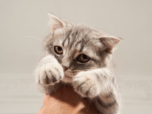 Stock-Fotos, Stock-Fotografie und lizenzfreie Bilder | Adobe Stock