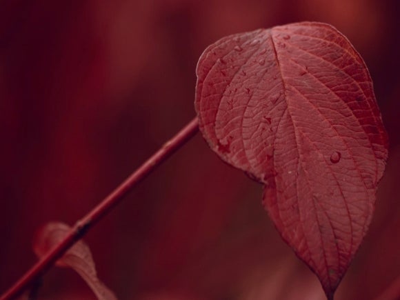 Lizenzfreies Videomaterial, HD-Videoschleifen und -Clips | Adobe Stock