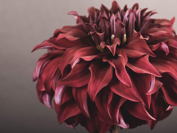 Explore high-quality stock images | The Premium Collection | Adobe Stock