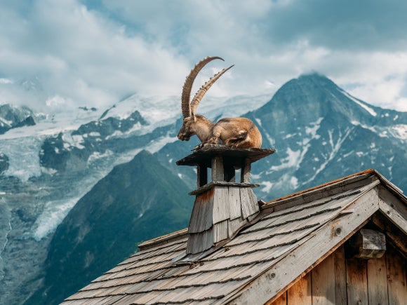 Explore high-quality stock images | The Premium Collection | Adobe Stock