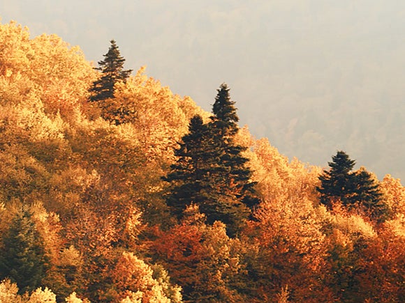 Royalty-Free Video Stock Footage, HD Video Loops & Clips | Adobe Stock