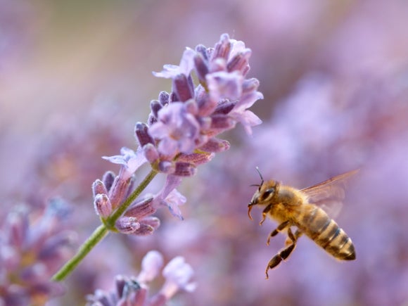 Royalty-Free Video Stock Footage, HD Video Loops & Clips | Adobe Stock