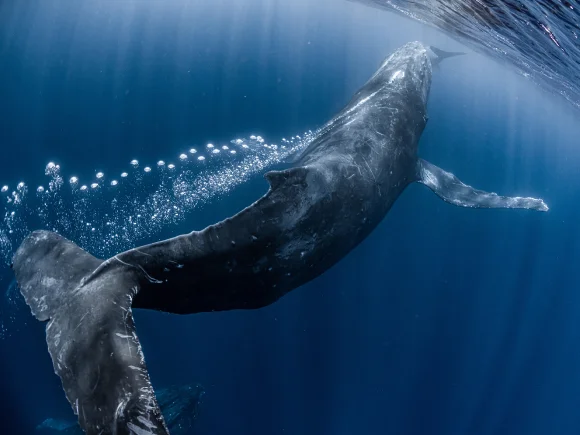 Explore high-quality stock images | The Premium Collection | Adobe Stock