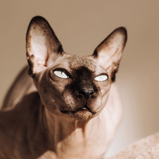 Stock Photos, Stock Photography & Royalty-Free Images | Adobe Stock