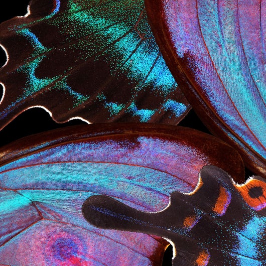 Stockfoto's, stockfotografie en royaltyvrije afbeeldingen | Adobe Stock