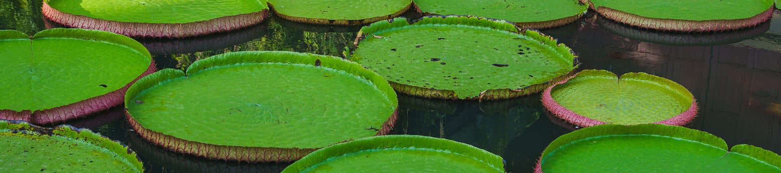 Stockfoton, stockfotografi och royaltyfria bilder | Adobe Stock